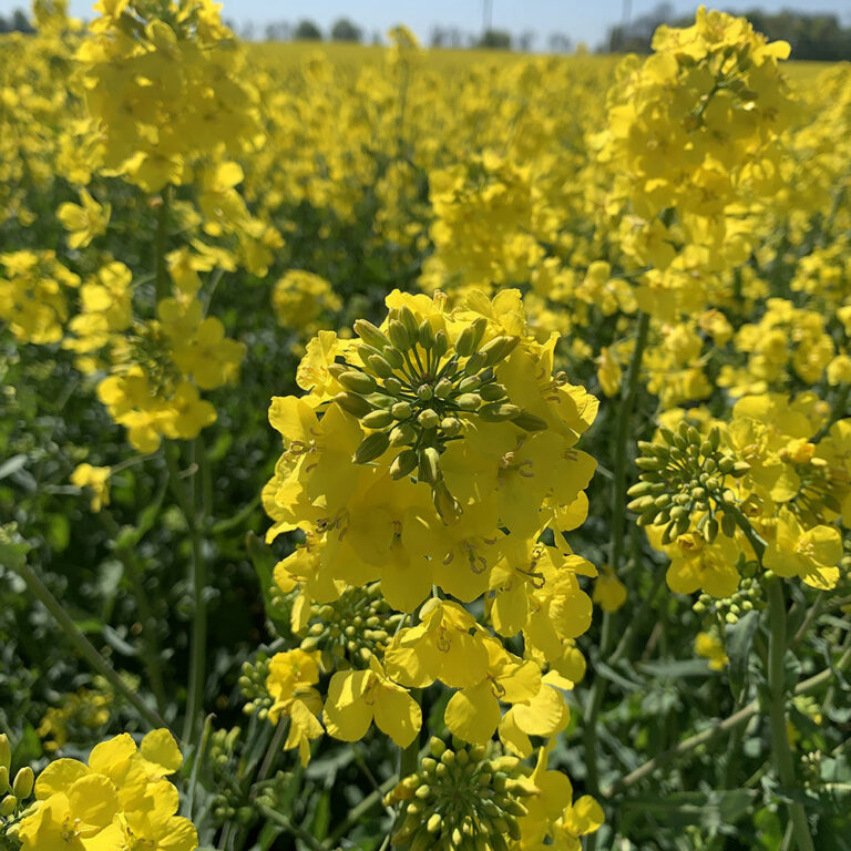 Rzepak ozimy nasiona, nasiona rzepaku ozimego - PROCAM Agronomia Sukcesu