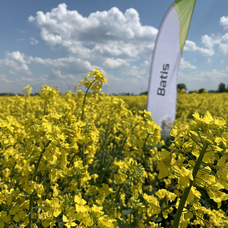 Rzepak ozimy nasiona, nasiona rzepaku ozimego - PROCAM Agronomia Sukcesu