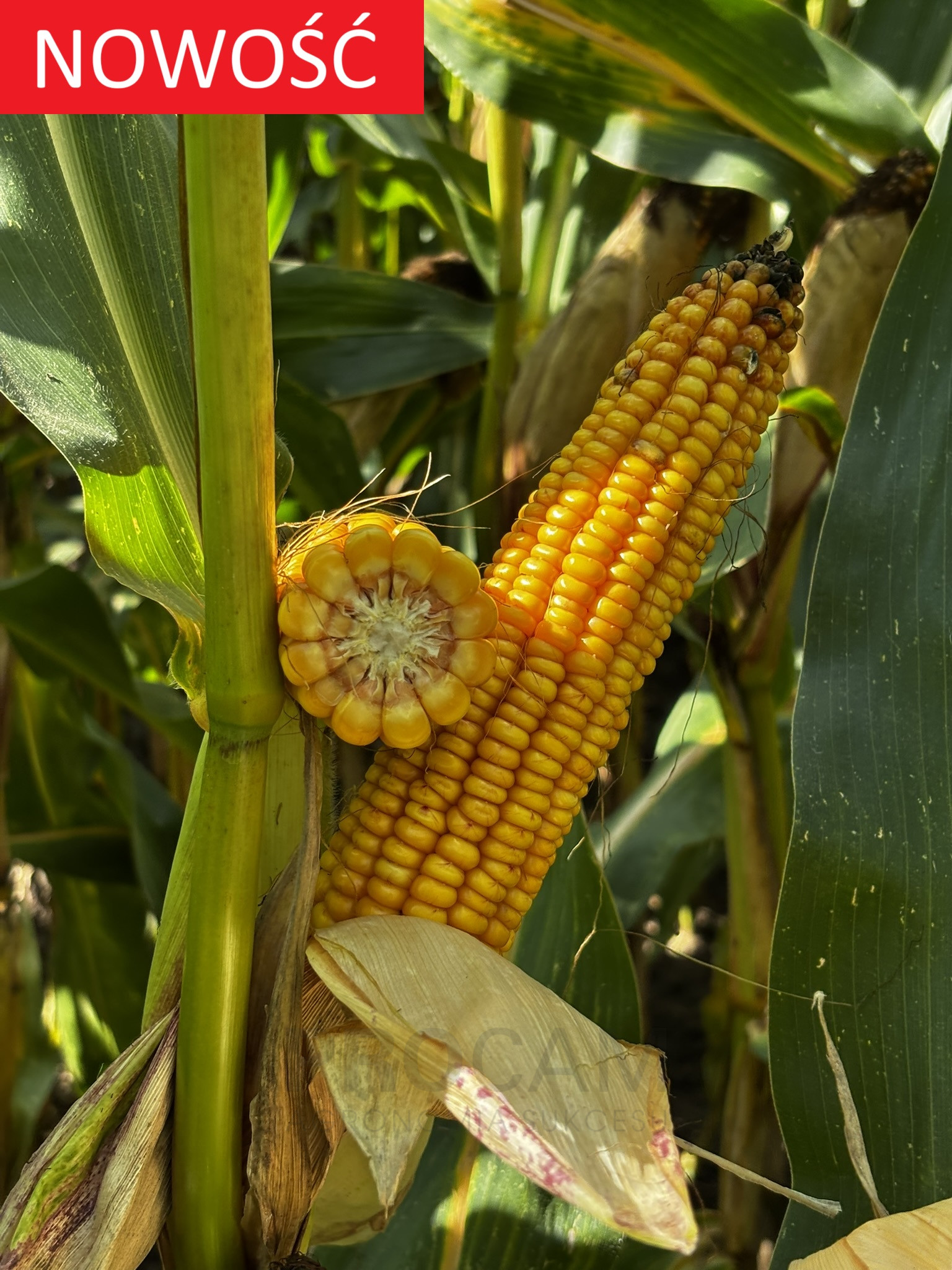 SANDREEN FAO K260 - Limagrain - PROCAM Agronomia Sukcesu